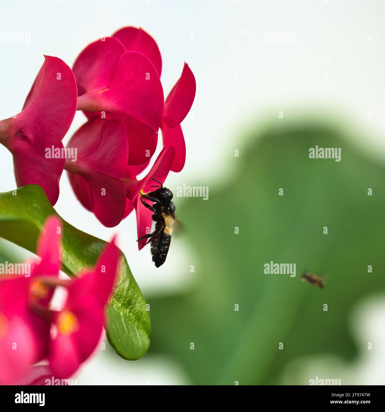 Wasp collecting nectar on red Euphorbia milii (crown of thorns), Mahe ...