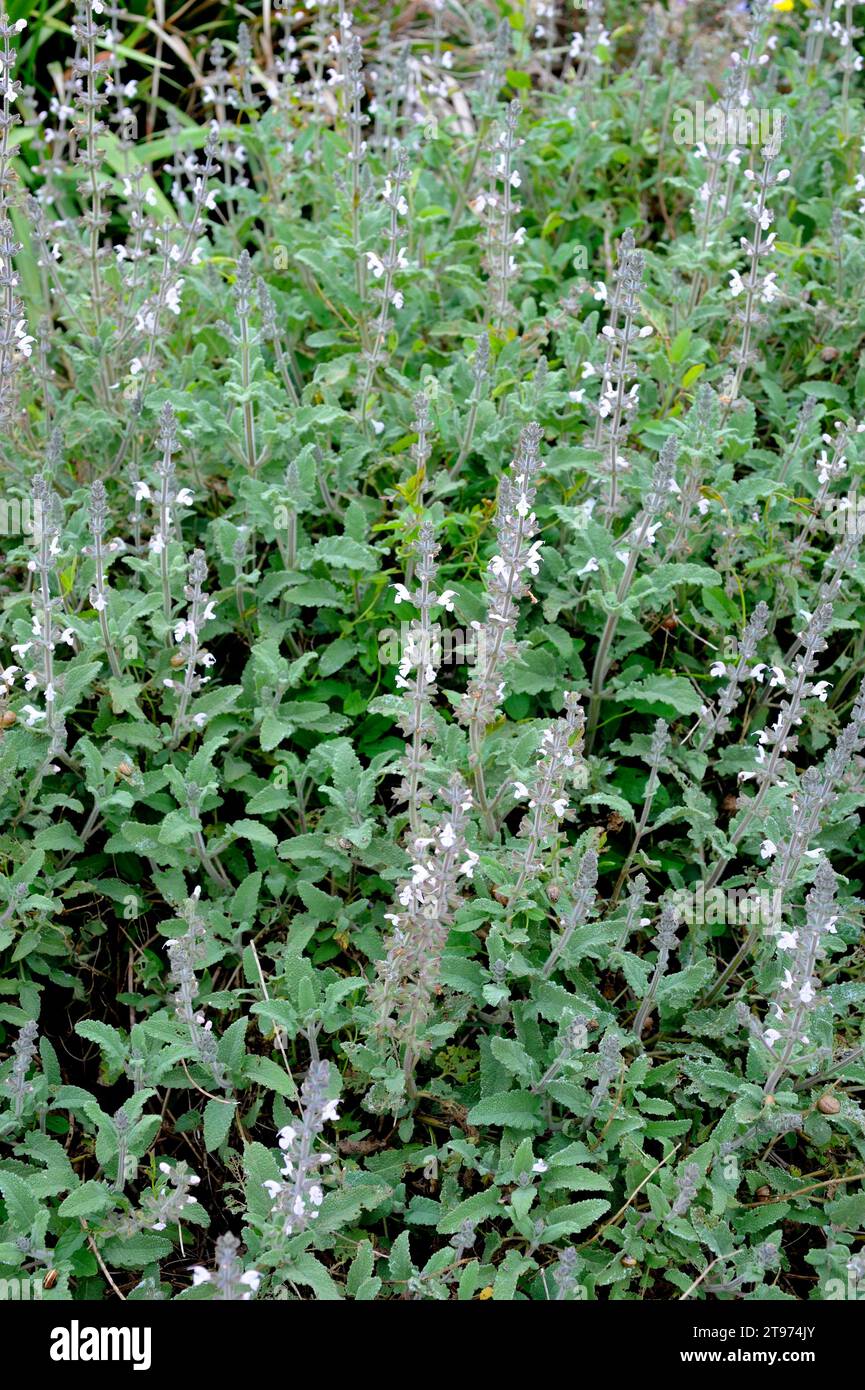 Transvaal sage (Salvia disermas) is a medicinal shrub native to South ...