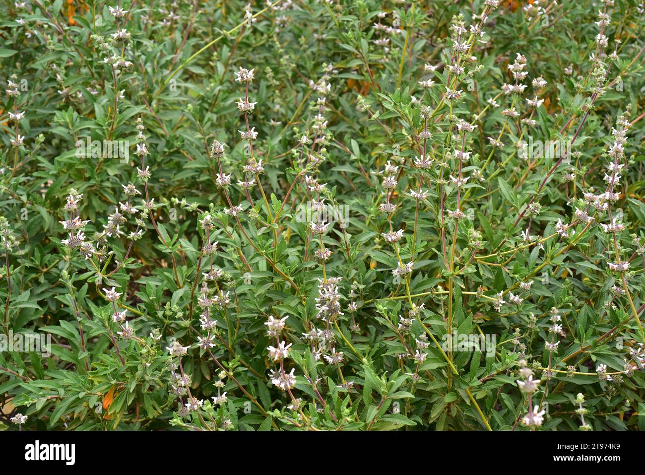 Black sage (Salvia mellifera) is an aromatic shrub native to California ...