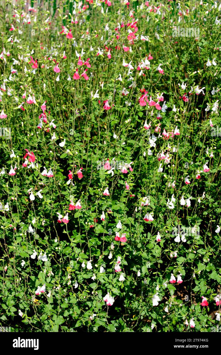 Baby sage (Salvia microphylla) is a ornamental shrub native to Mexico ...