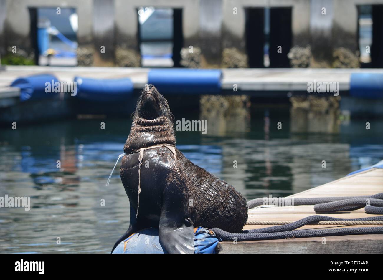 Seal is tangled with a plastic piece around his neck a seal is sadly ...