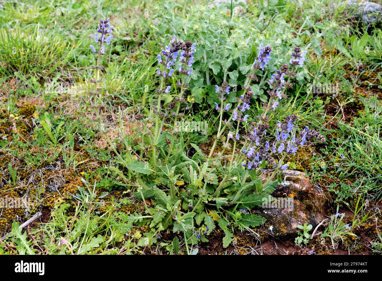 Meadow sage (Salvia pratensis) is a perennial herb native to Europe ...