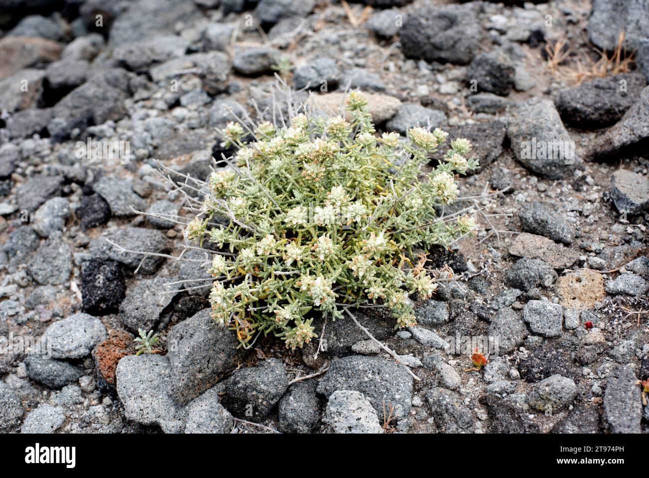 Teucrium polium dunense hi-res stock photography and images - Alamy