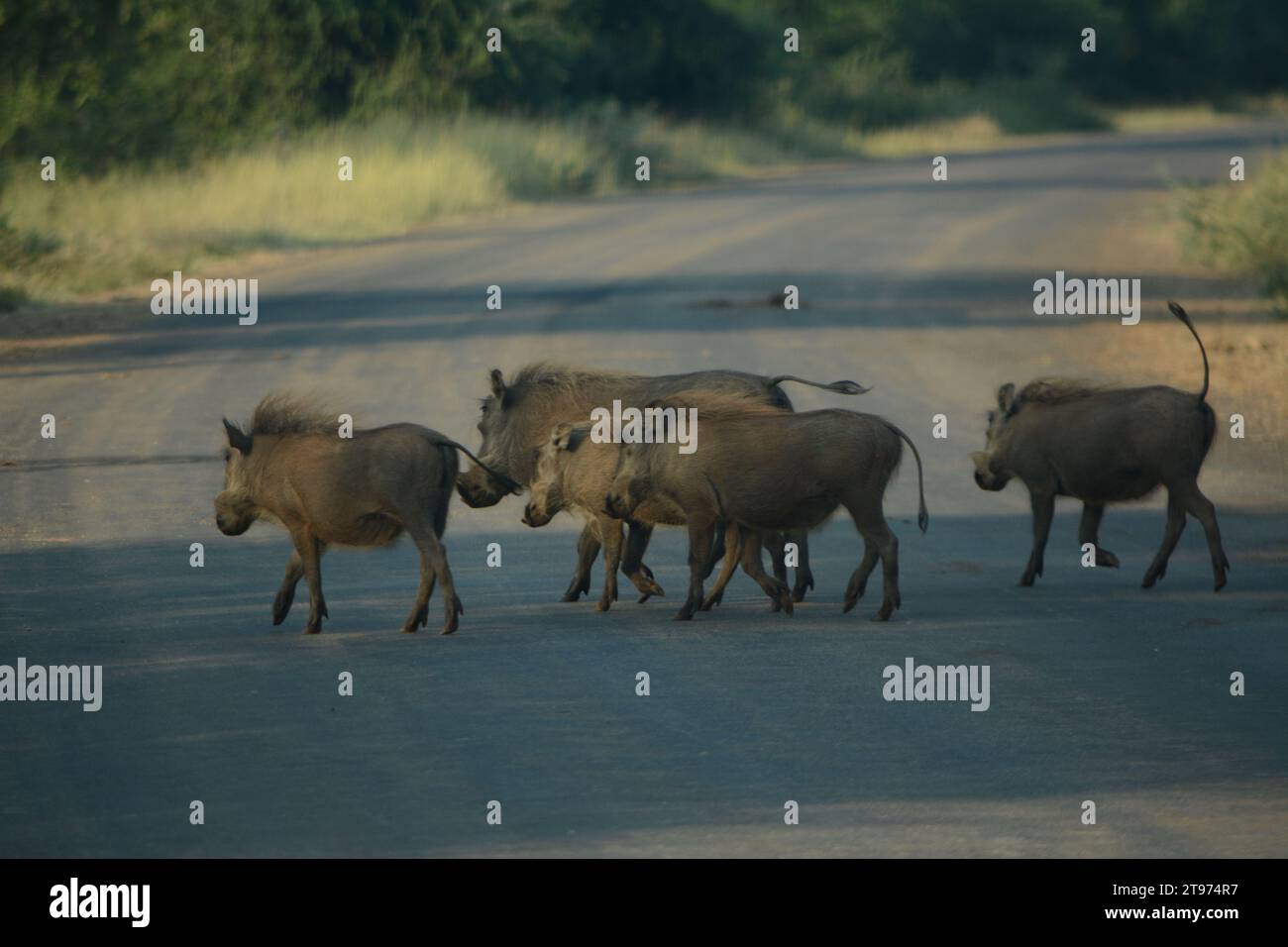 Herd of wild hogs are strolling in the road in the Kruger National Park ...