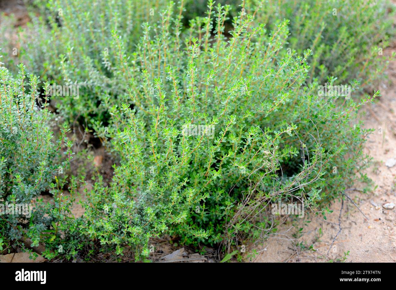 Thymus albicans hi-res stock photography and images - Alamy