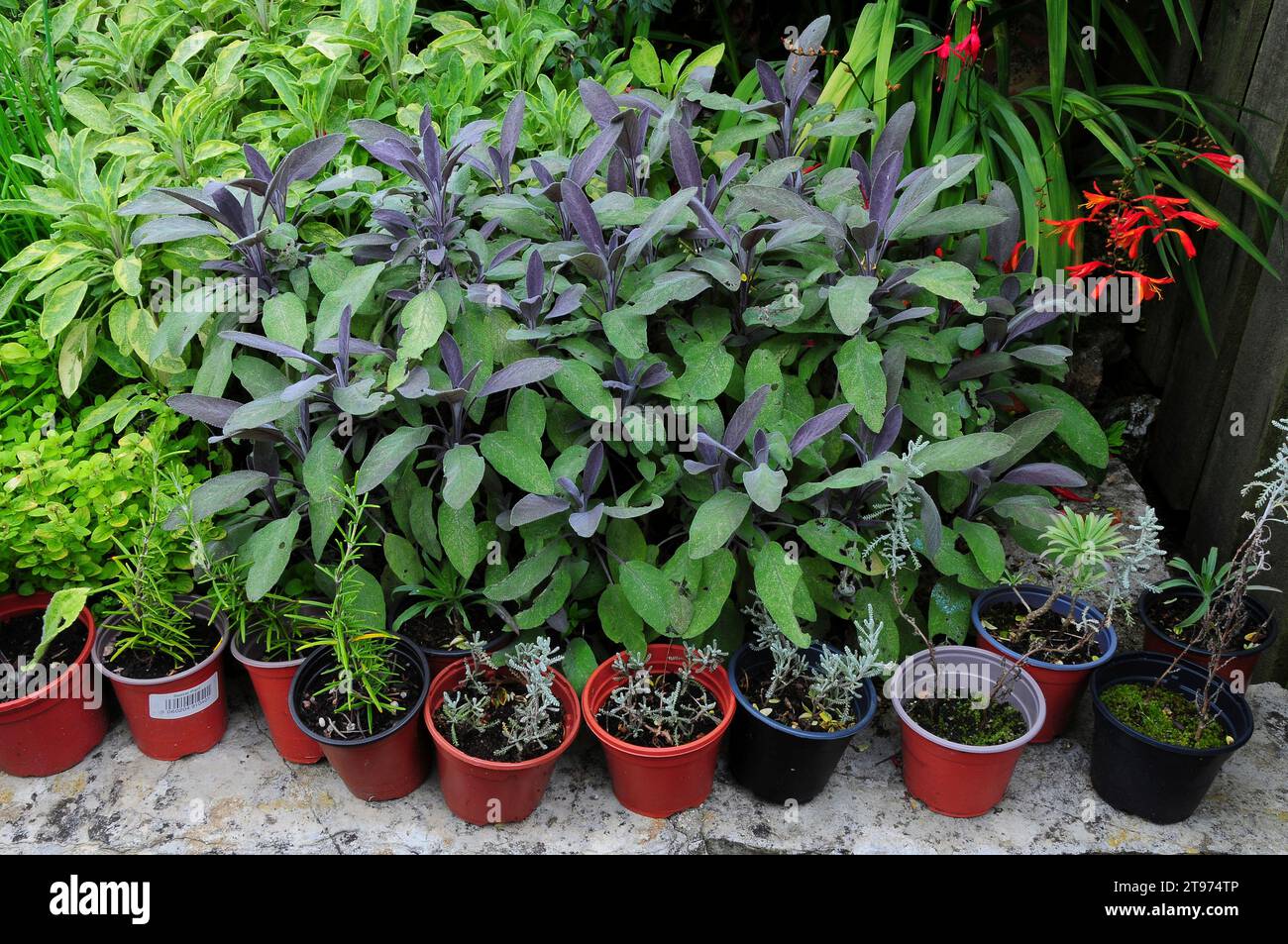 Seedlings in flower pots under shady border in garden Stock Photo - Alamy