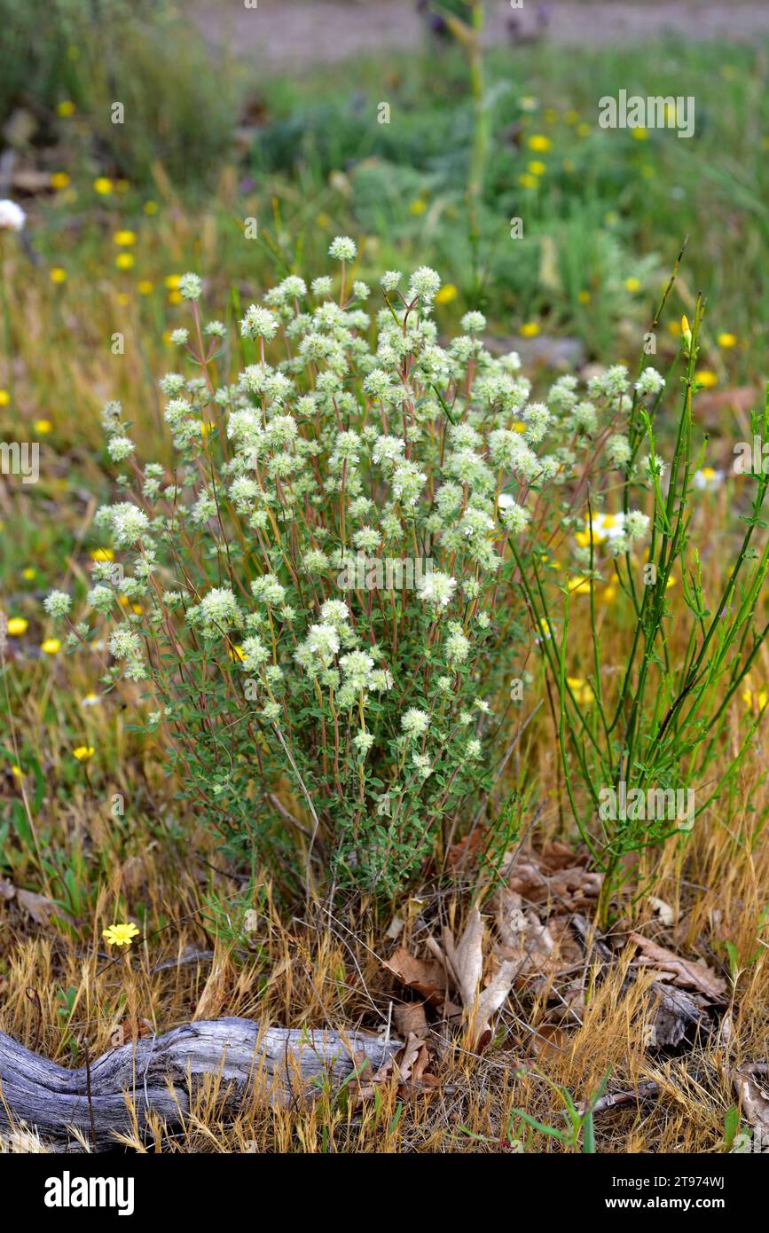 Tomillo blanco (Thymus mastichina) is an aromatic subshrub endemic to ...