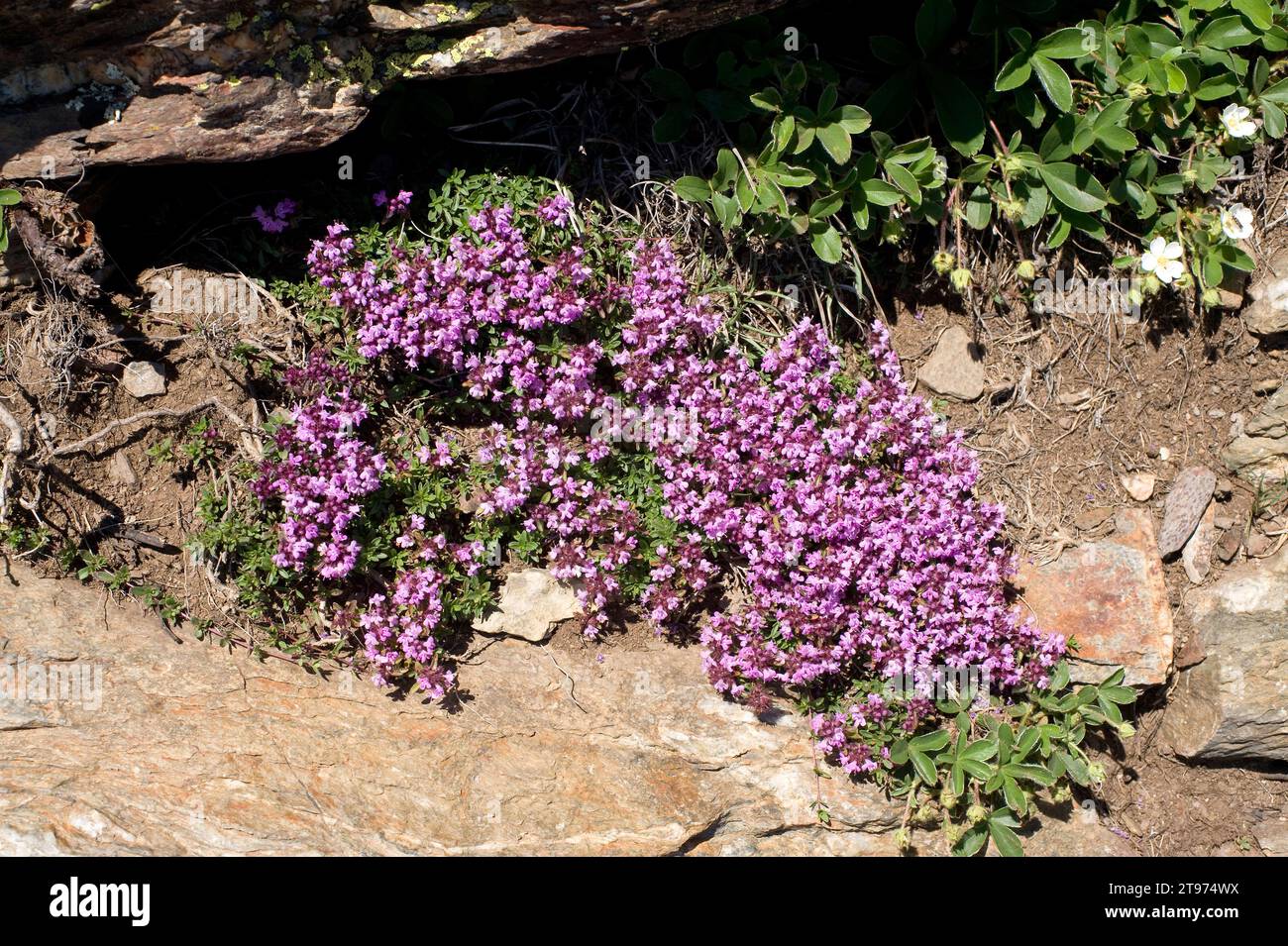 Breckland wild thyme (Thymus serpyllum) is a subshrub native to Europe ...