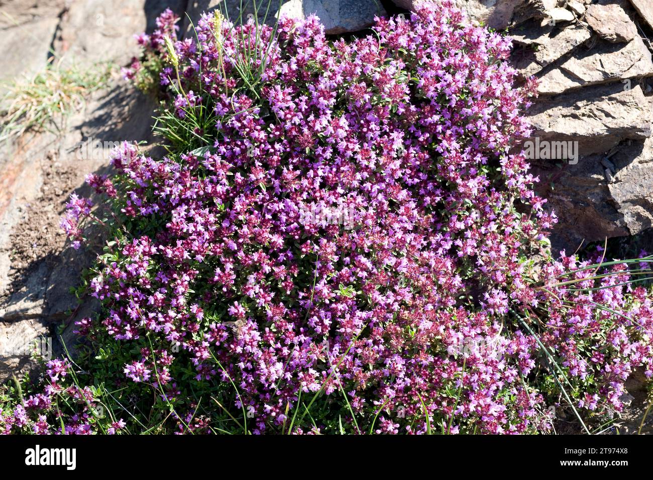 Breckland wild thyme (Thymus serpyllum) is a subshrub native to Europe ...