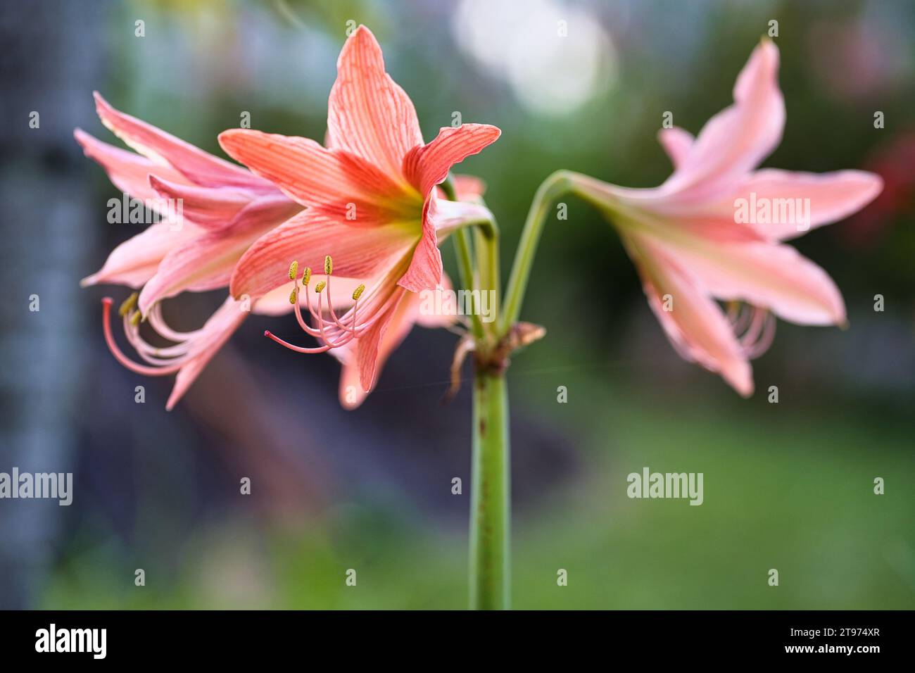 Hippeastrum striatum, the striped Barbados lily, a flowering perennial ...