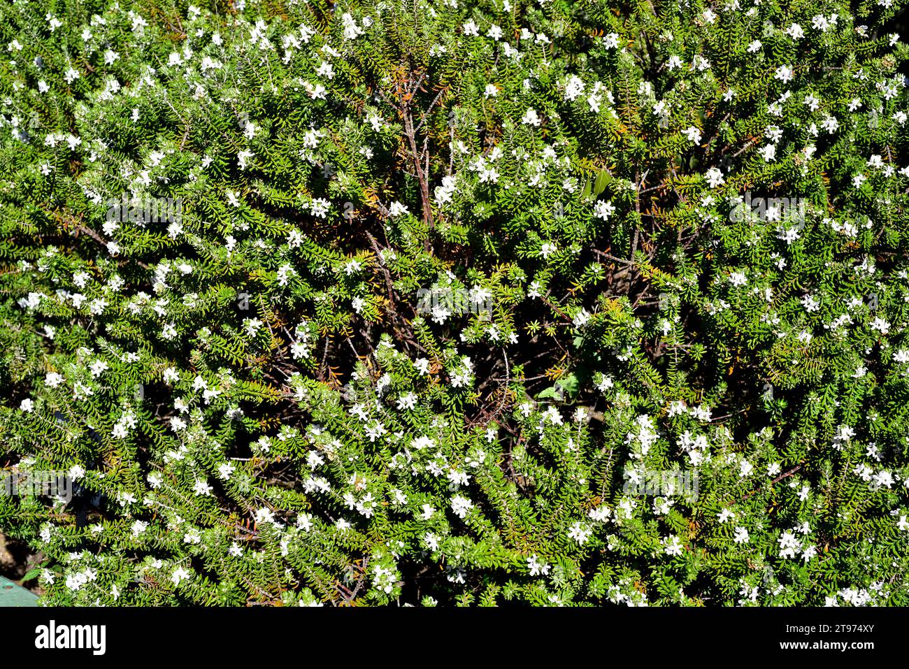 Coastal rosemary (Westringia fruticosa) is a shrub native to eastern ...