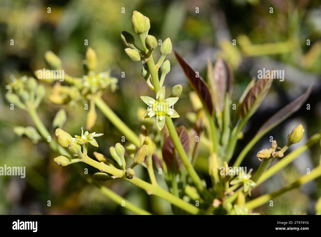 Avocado (Persea americana) is an evergreen tree native to southern ...