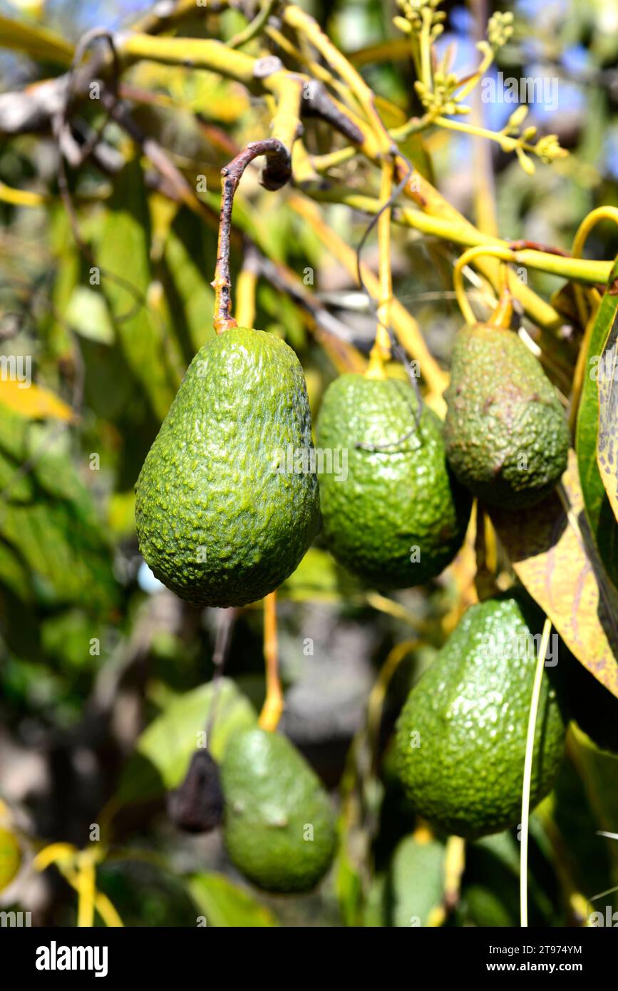 Avocado (Persea americana) is an evergreen tree native to southern ...