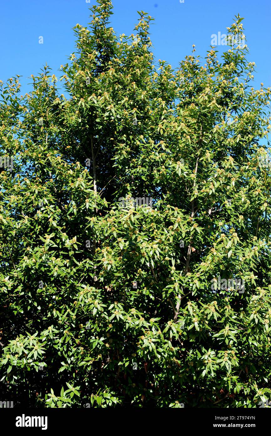California bay laurel (Umbellularia californica) is an evergreen tree ...