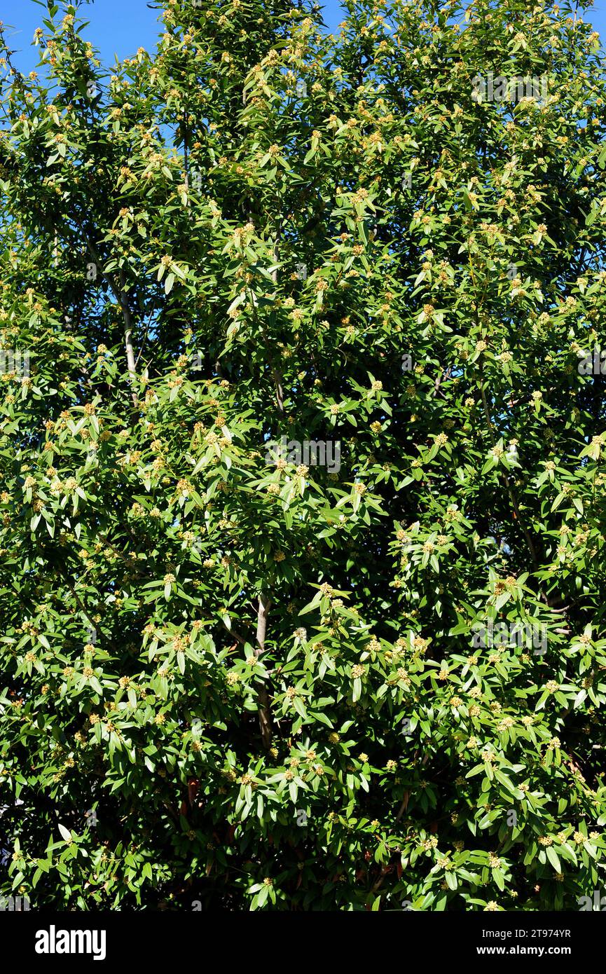 California bay laurel (Umbellularia californica) is an evergreen tree ...