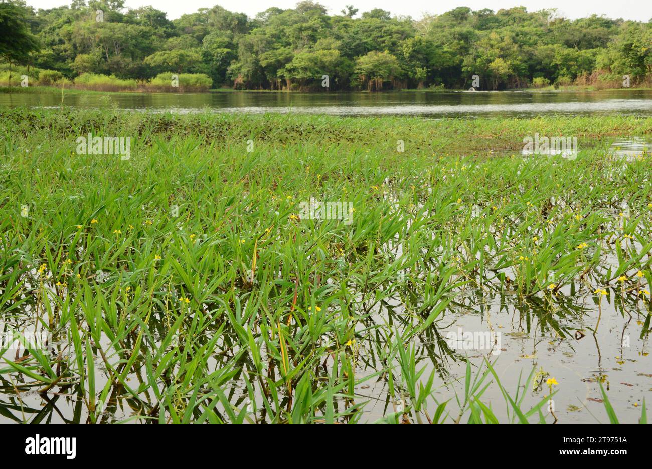 Amazon River Plants at Ethan Heyer blog