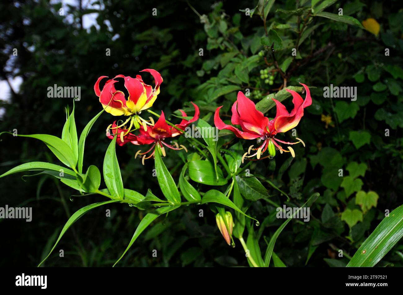 Flame lily or glory lily (Gloriosa superba) is a perennial herb native ...