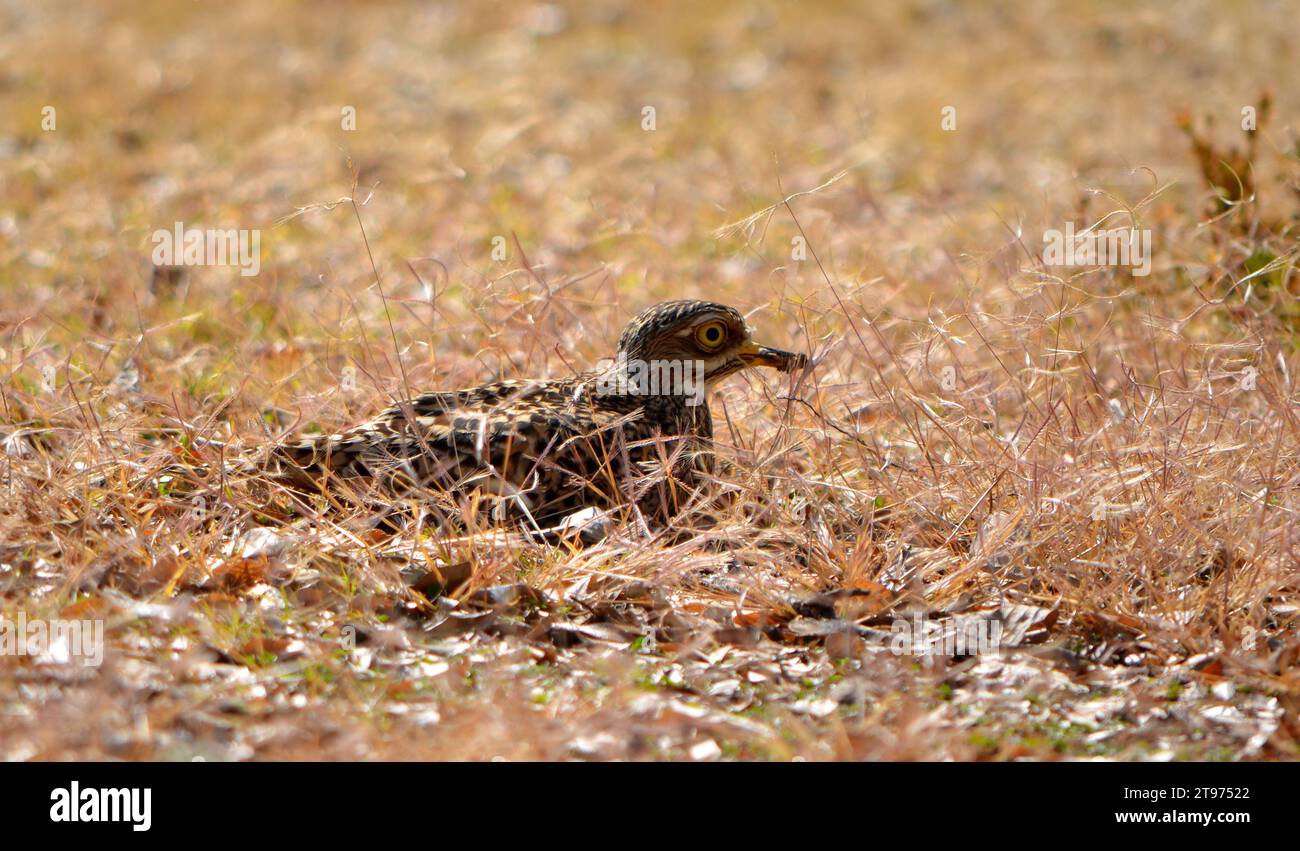 Waing bird hi-res stock photography and images - Alamy