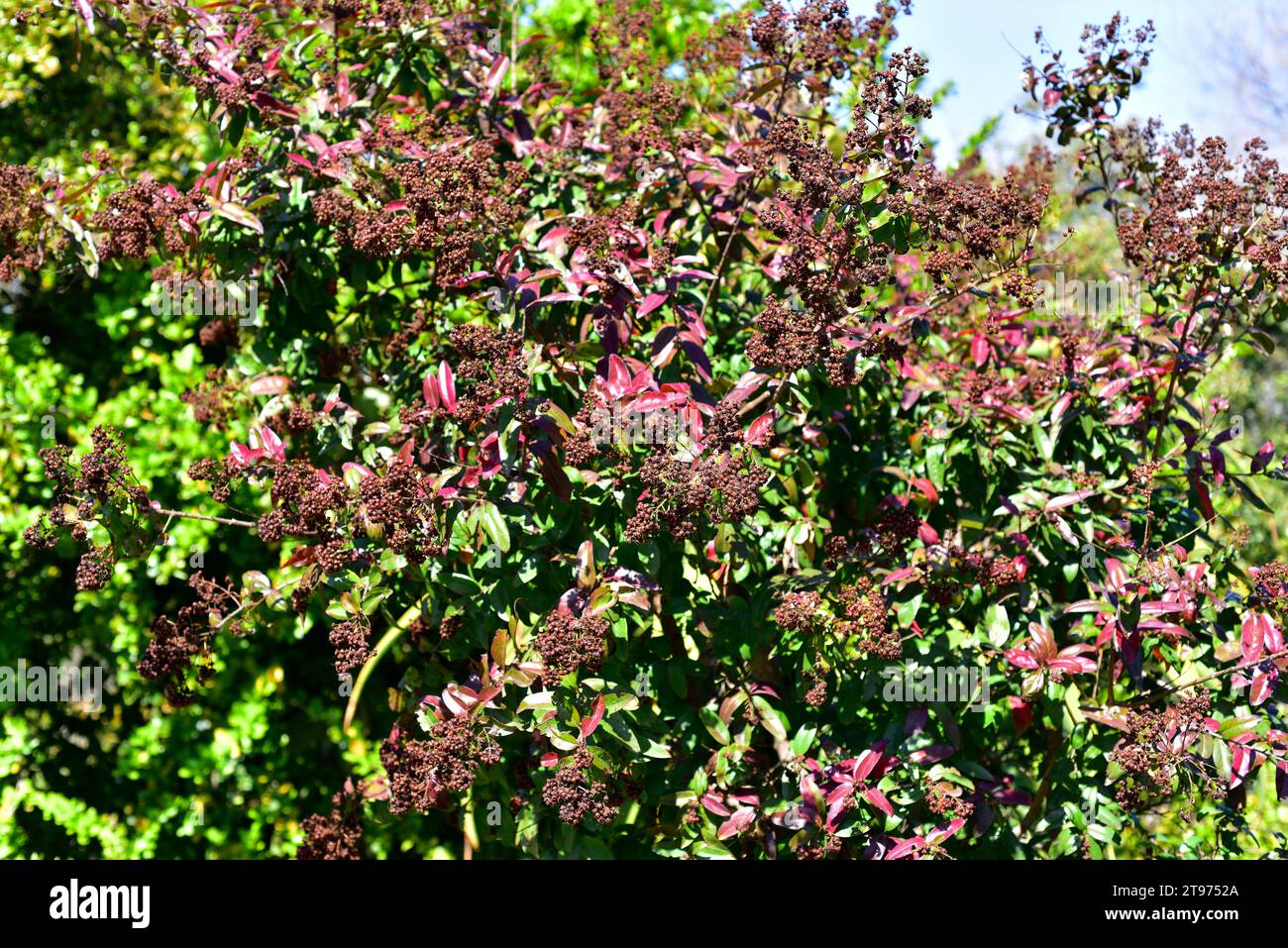 Wild pride of India (Galpinia transvaalica) is a big shrub or small ...