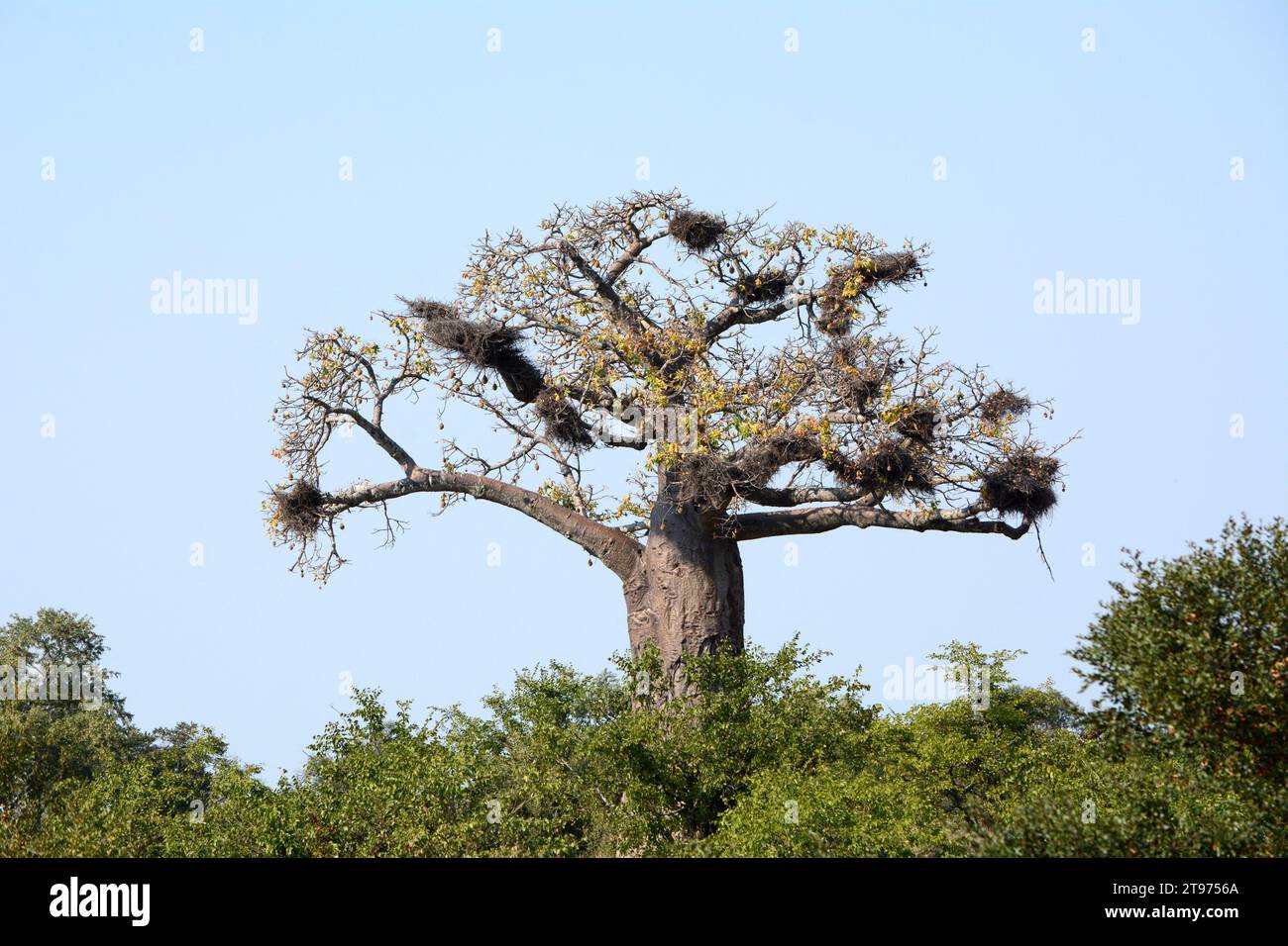 Giant baobab tree full of birds nests in South African bushveld,Kruger ...