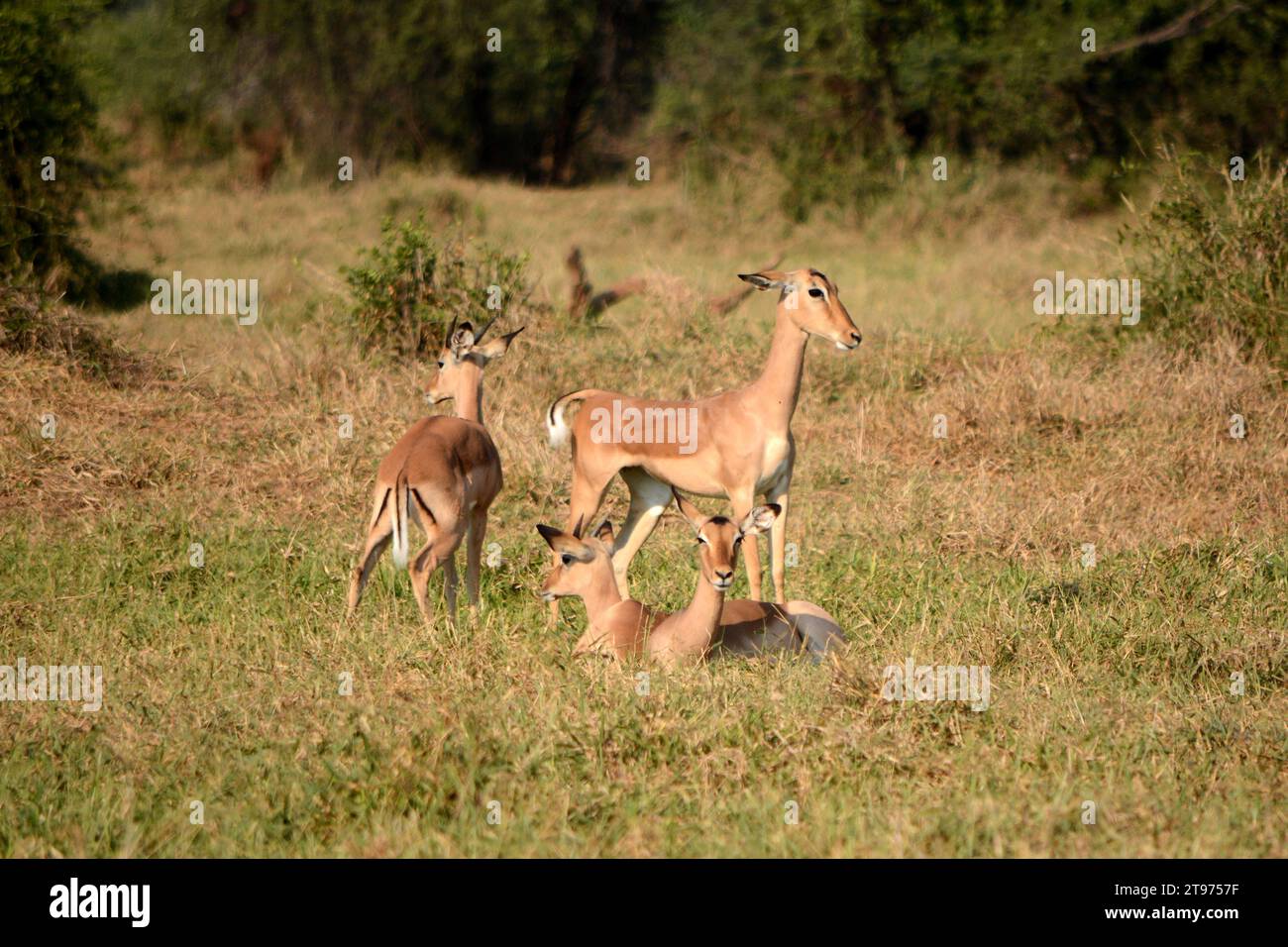Pure herbivore hi-res stock photography and images - Alamy