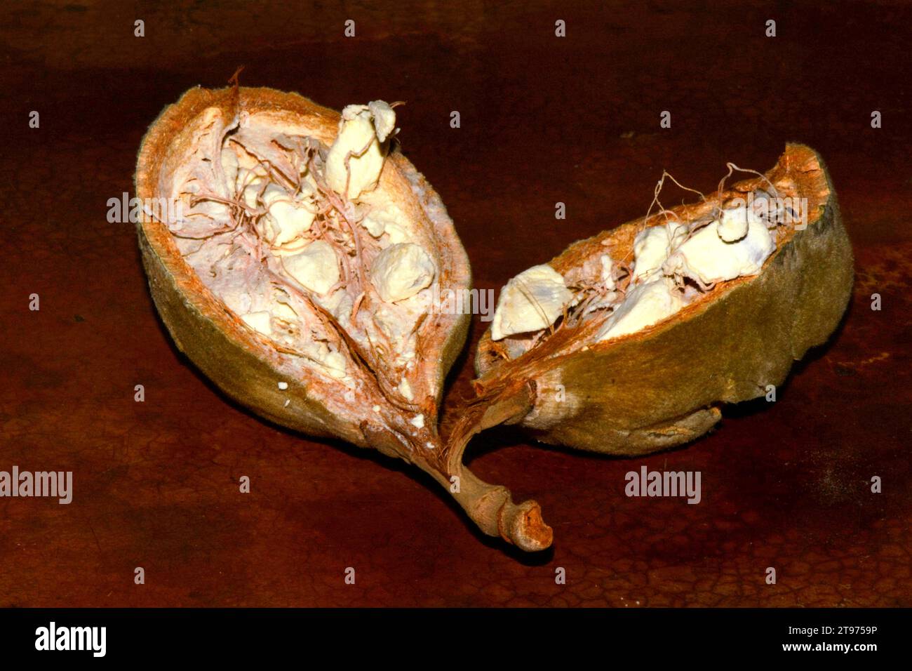 The Exposed seeds of a baobab tree in the pod cream of tartar Stock ...