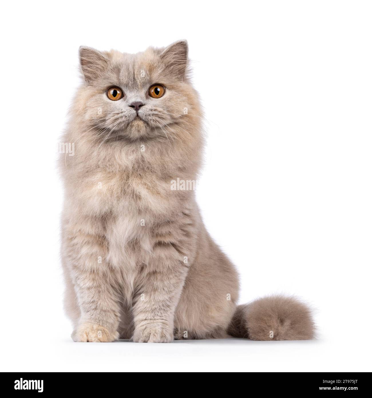 Healthy pretty young adult tortie British Longhair cat, sitting up ...