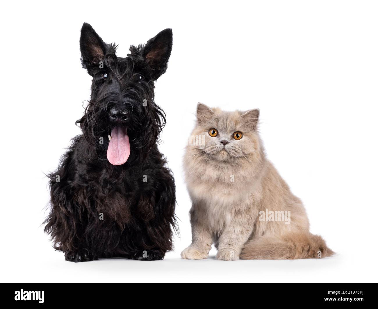 Rare british breed Cut Out Stock Images & Pictures - Alamy