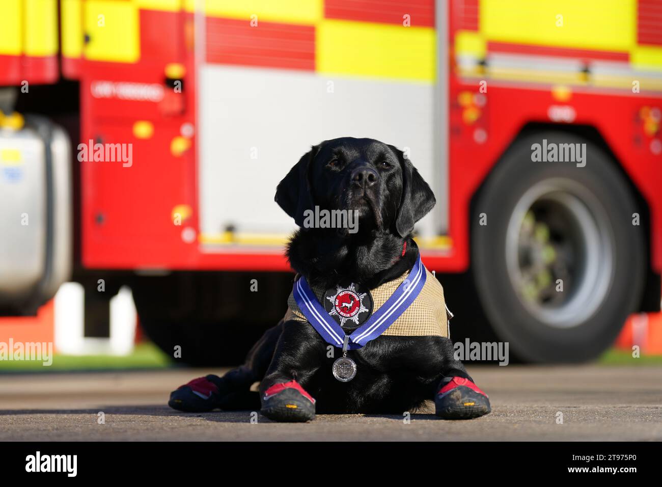 Britain's longest-serving Fire Investigation Dog, Labrador Reqs ...