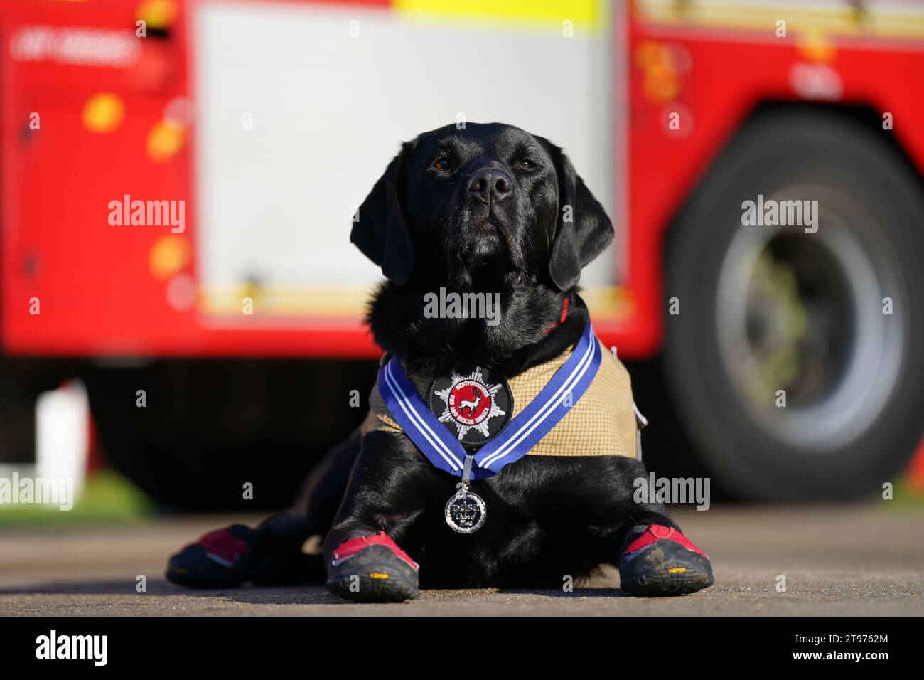 Britain's longest-serving Fire Investigation Dog, Labrador Reqs ...