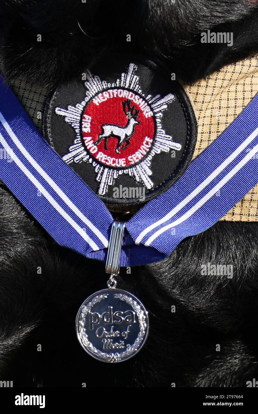 Britain's longest-serving Fire Investigation Dog, Labrador Reqs ...