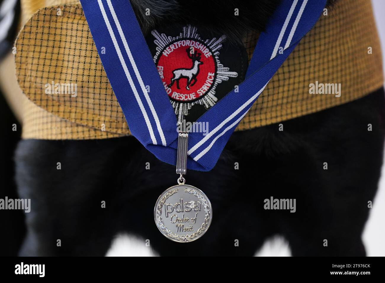 Britain's longest-serving Fire Investigation Dog, Labrador Reqs ...