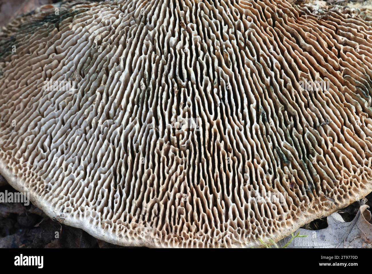 Daedalea quercina, known as the oak mazegill or maze-gill fungus ...
