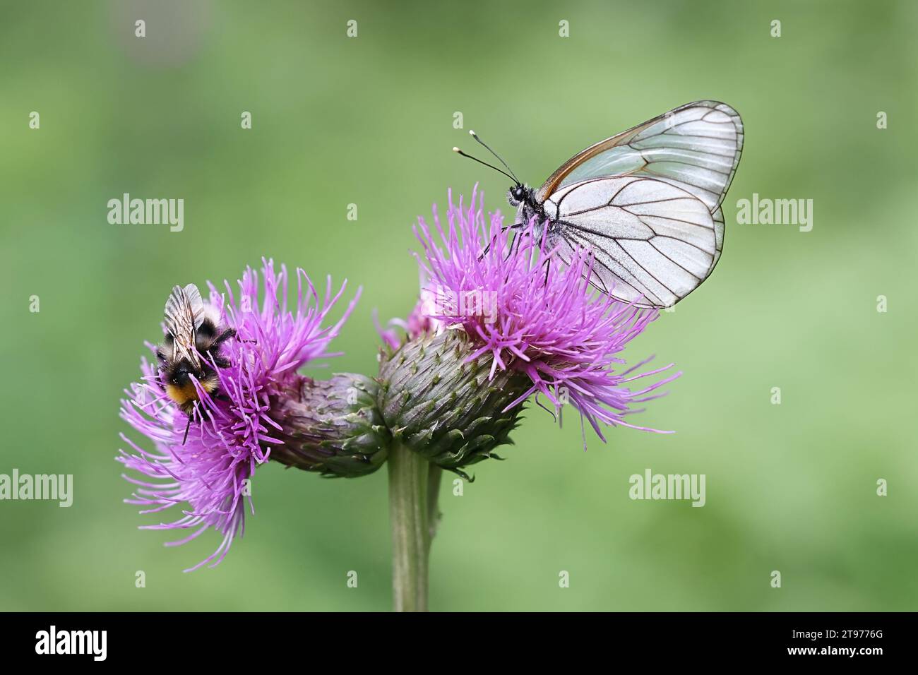 Aporia crataegi, known as Black veined White, and bumblebee feeding on Creeping Thistle, Cirsium ...