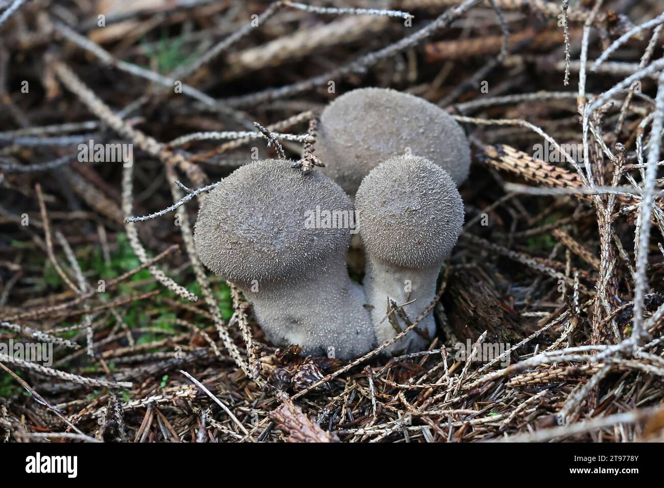 Pestle puffballs hi-res stock photography and images - Alamy