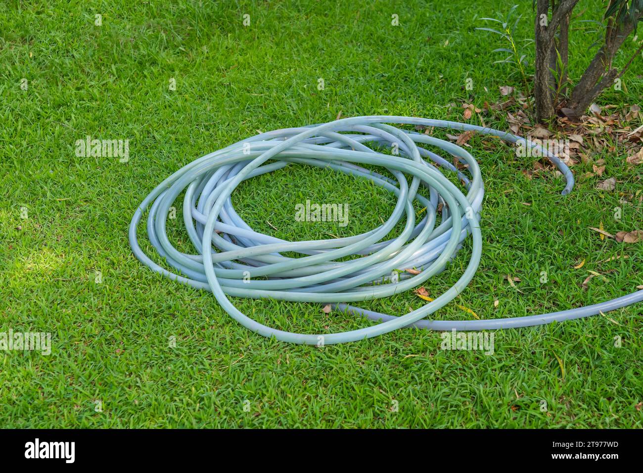 Rubber hose for watering twisted into a skein on the meadow grass Stock ...