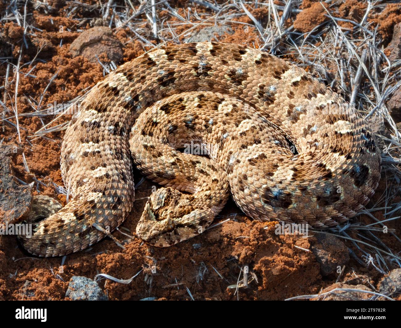 a Horned Adder (Bitis caudalis) snake perched atop a patch of dry ...