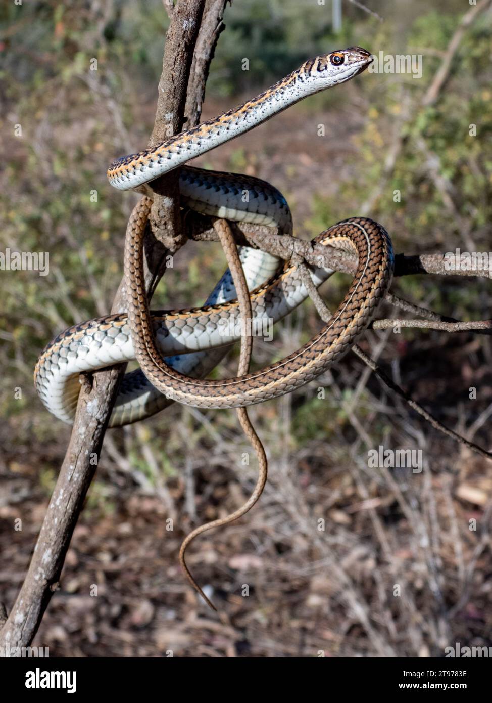 A Cape Sand Snake coiled around a tree branch in a natural habitat ...