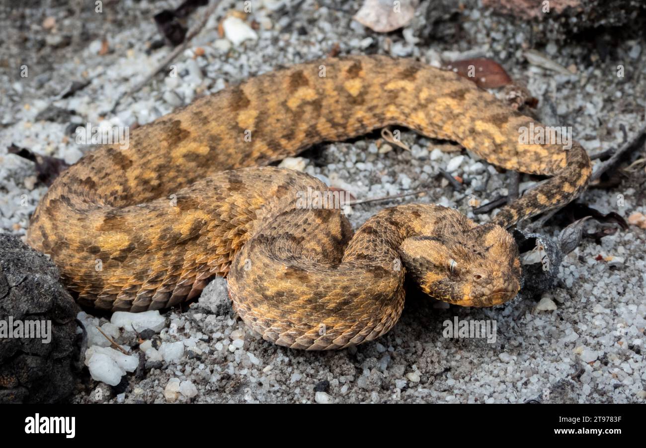 A Red Adder (Bitis rubida) perches on a mound of rocks and a stone ...