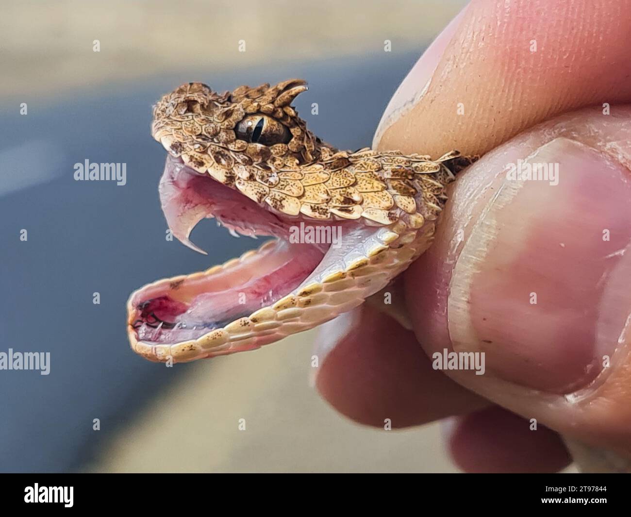 Touch snake hi-res stock photography and images - Alamy