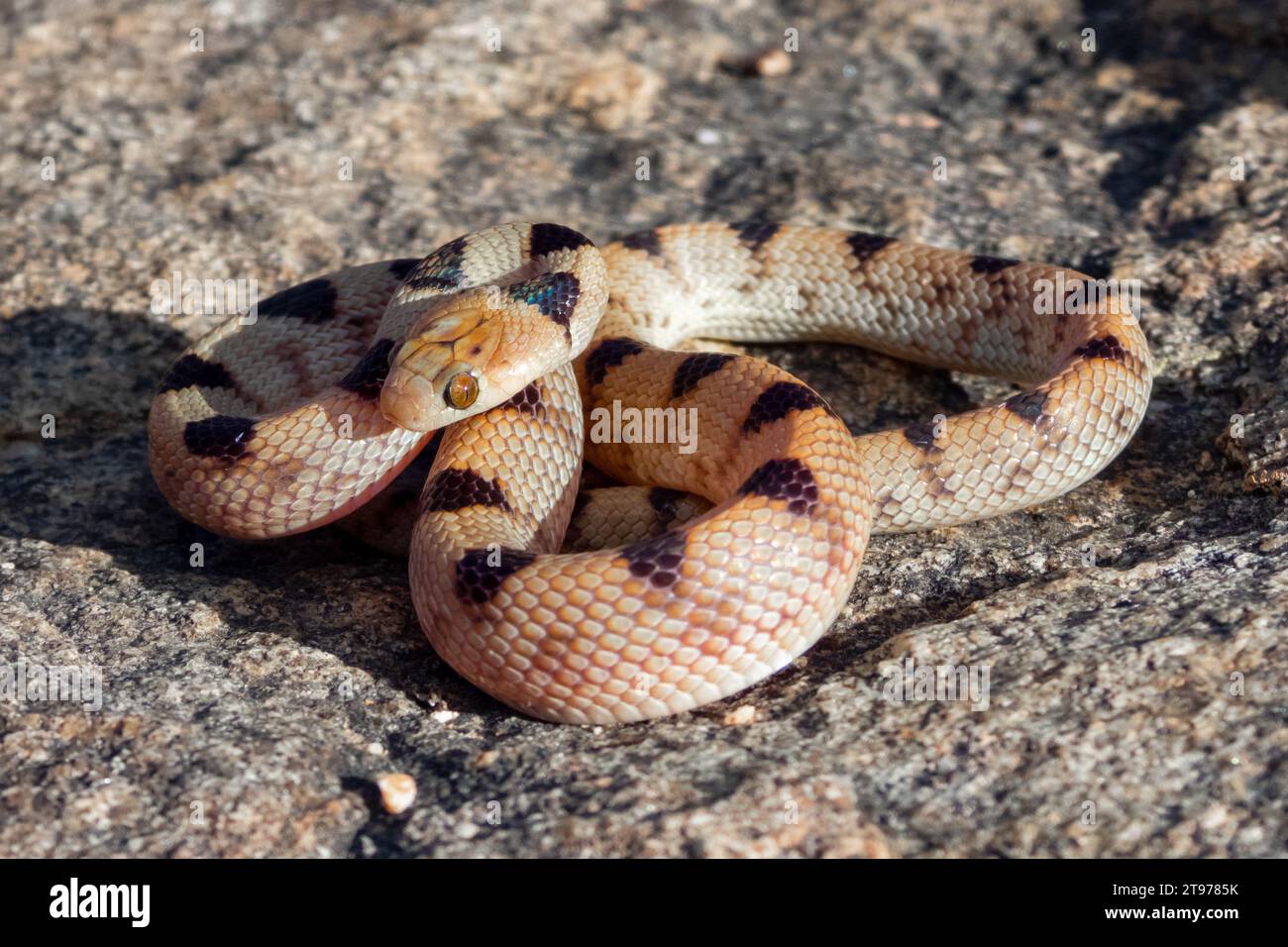 A close-up image of a vivid Beetz' Tiger Snake (Telescopus beetzi), a ...