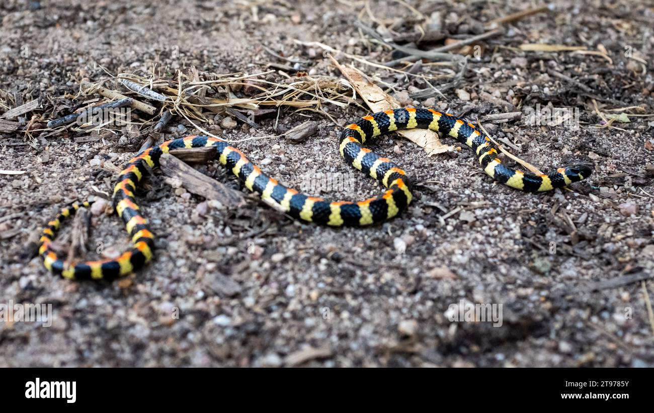 A close-up image of a Spotted Harlequin Snake (Homoroselaps lacteus), a ...