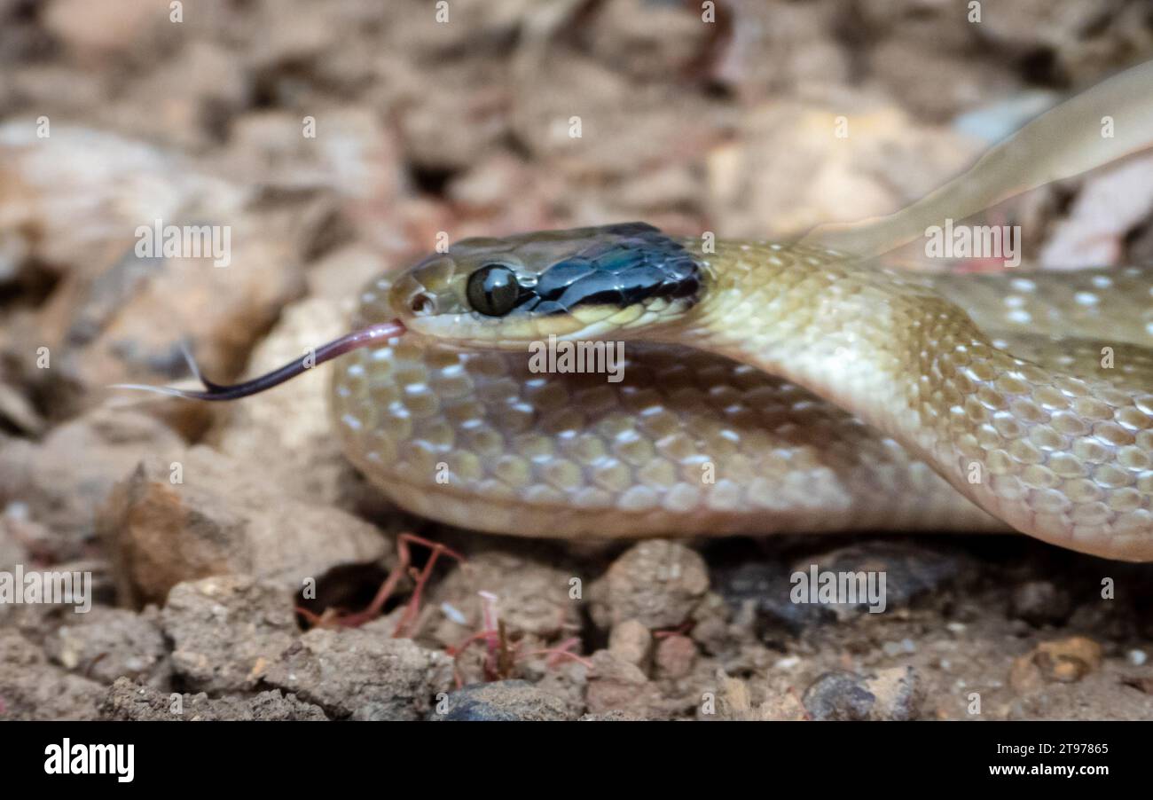 A close-up of a Herald Snake (Crotaphopeltis hotamboeia), a mildly ...