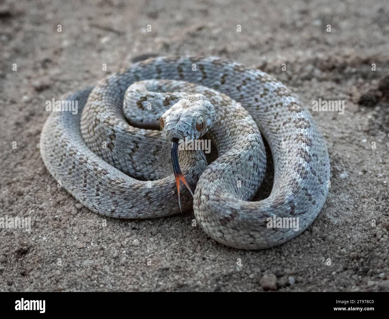 A rhombic Egg-Eater (Dasypeltis scabra), a harmless snake from South ...