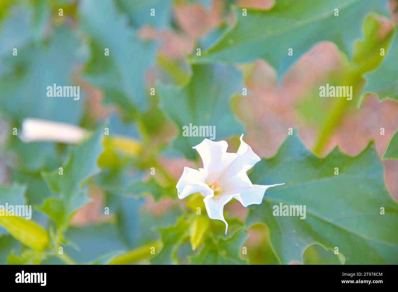 Datura stramonium, known by the common names thorn apple, jimsonweed ...