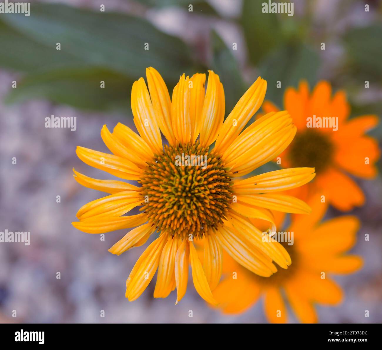 The family Asteraceae with the original name Compositae. Commonly referred to as the aster ...