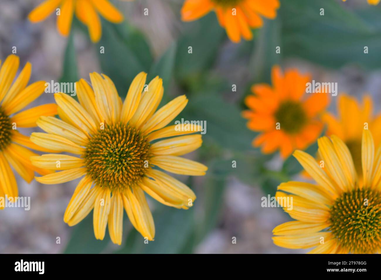 The family Asteraceae with the original name Compositae. Commonly referred to as the aster ...