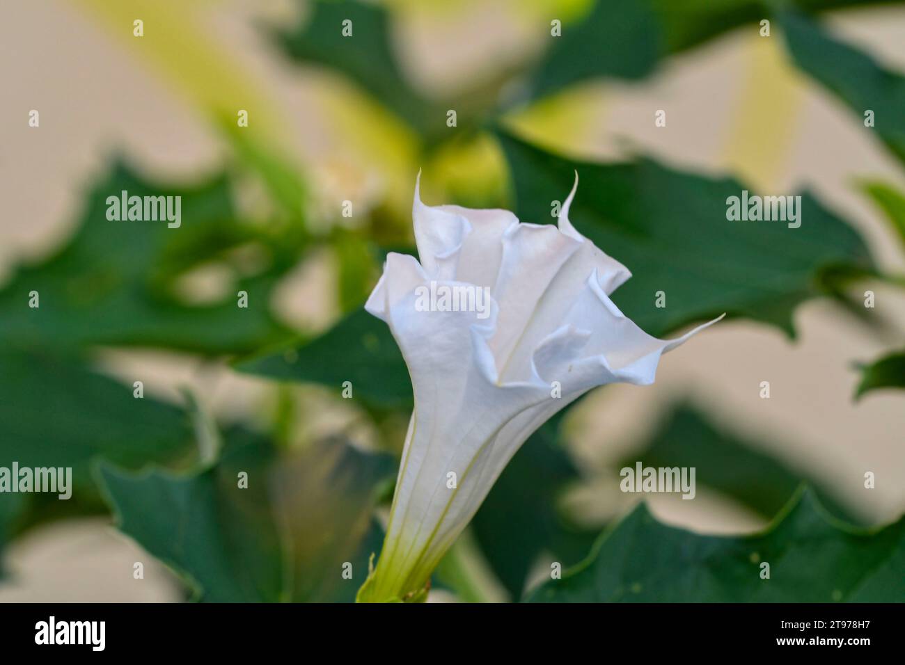 Datura stramonium, known by the common names thorn apple, jimsonweed ...