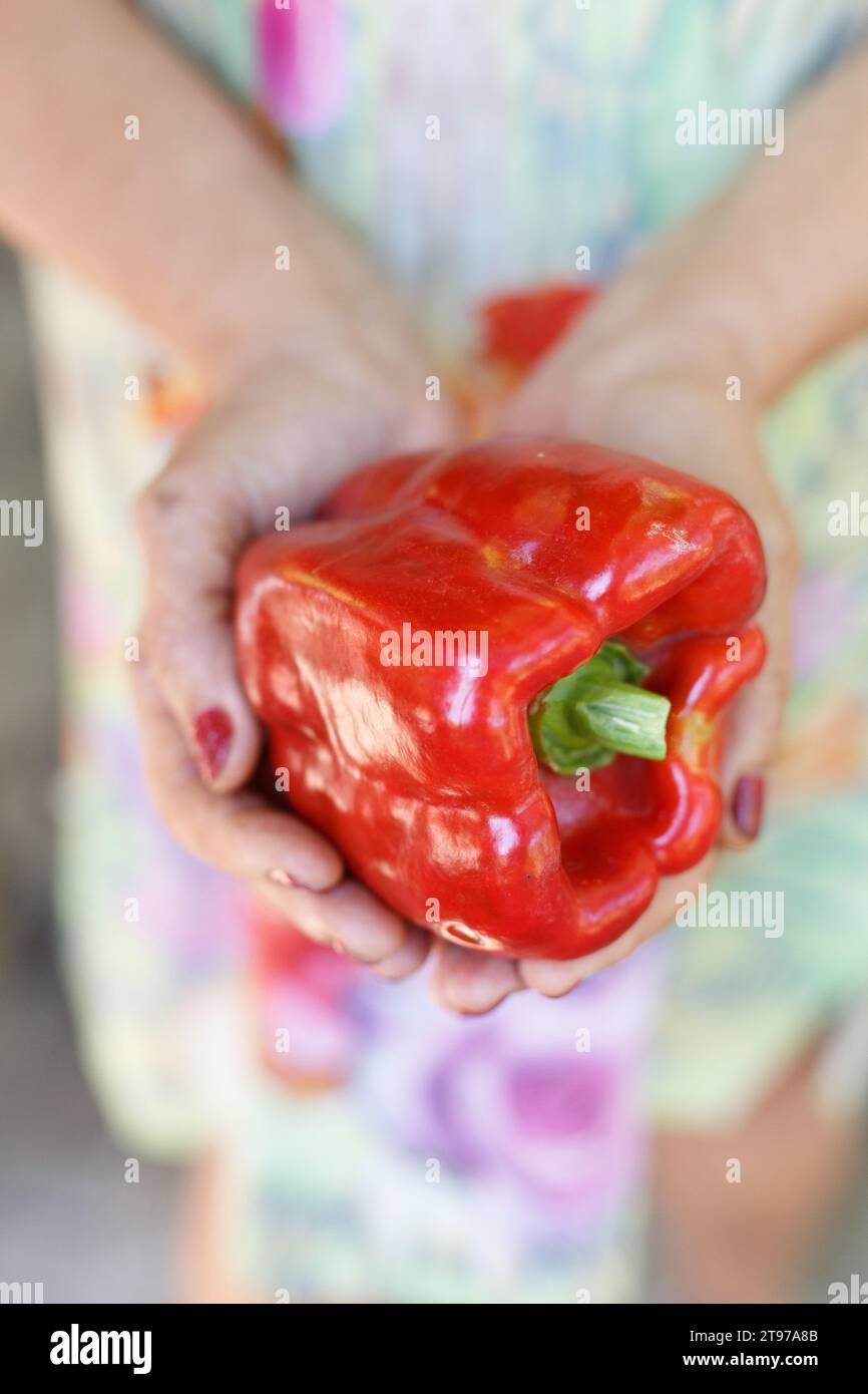 Bell pepper in hand hi-res stock photography and images - Alamy