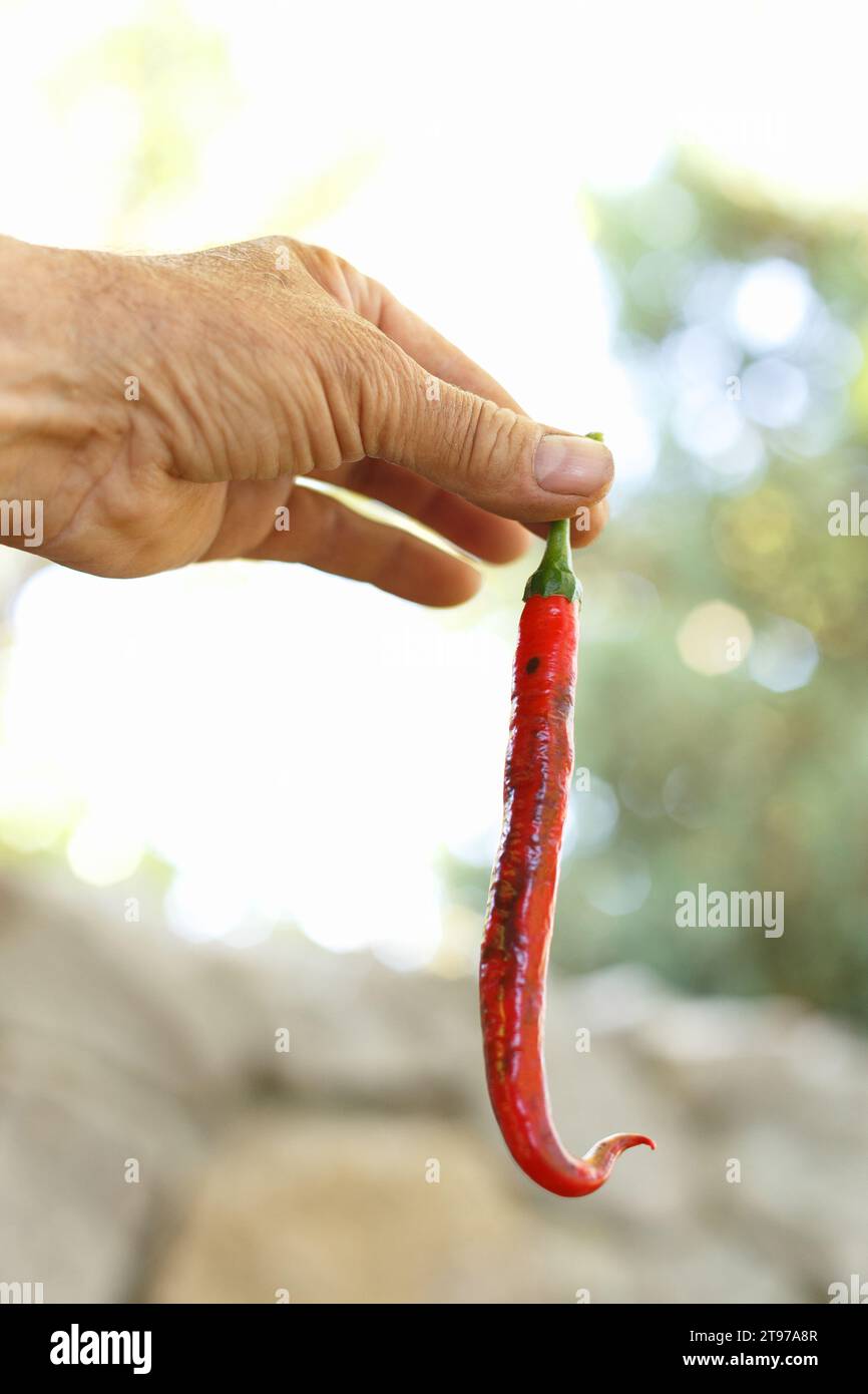 Hand holding red hot pepper hi-res stock photography and images - Alamy